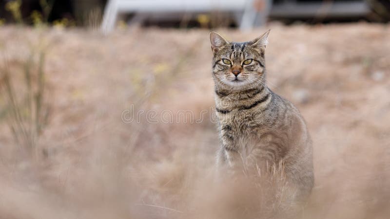 Single Cat Hiding in the Fields Stock Photo - Image of beauty, closeup ...