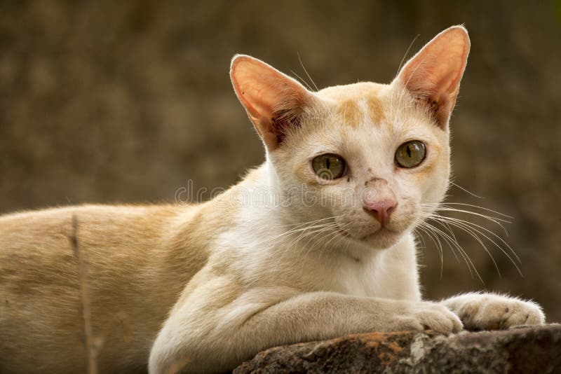Single Cat looking stock photo. Image of single, roof - 111673778