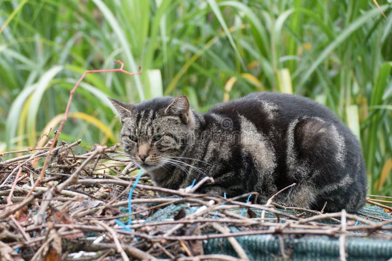 Cat in the outdoor nature stock image. Image of lonely - 259952245