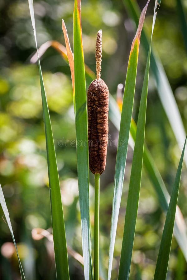Single Cattail Close Up stock image. Image of cattail - 58592453