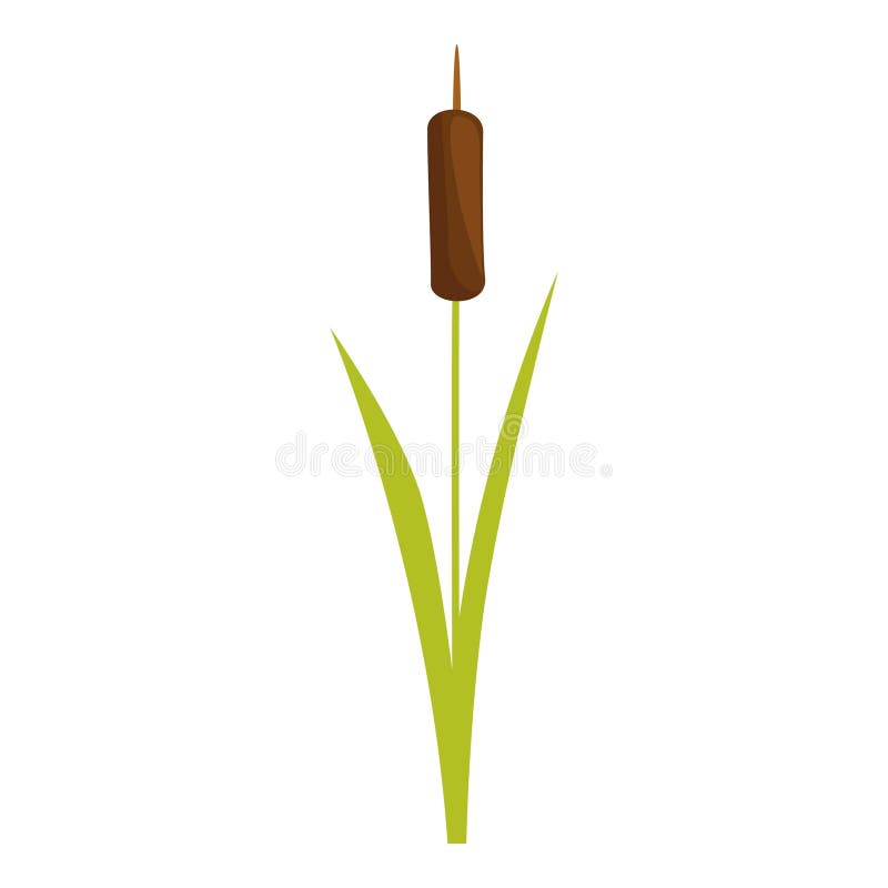 Single Cattail Reed Growing with Green Leaves Stock Vector ...