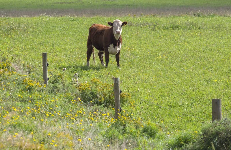 Single Cattle Grazing in the Field Stock Photo - Image of peaceful ...