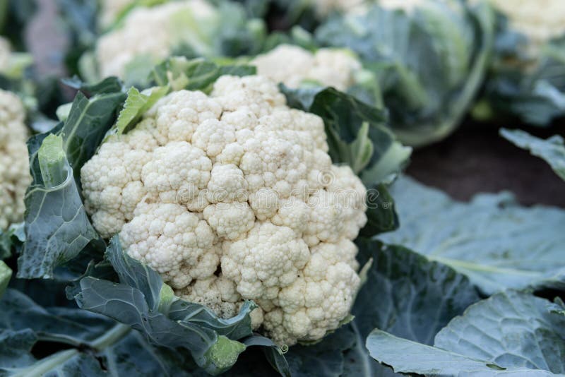 One cauliflower stock image. Image of group, vegan, meal - 125107159
