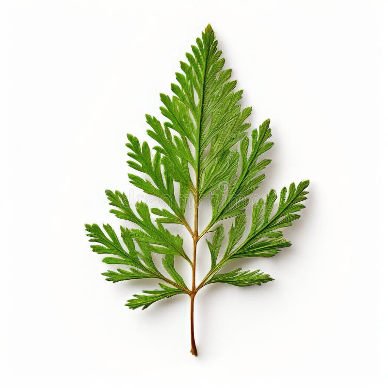A Single Cedar Leaf with Slender Shape and Deep Green Stock Photo ...