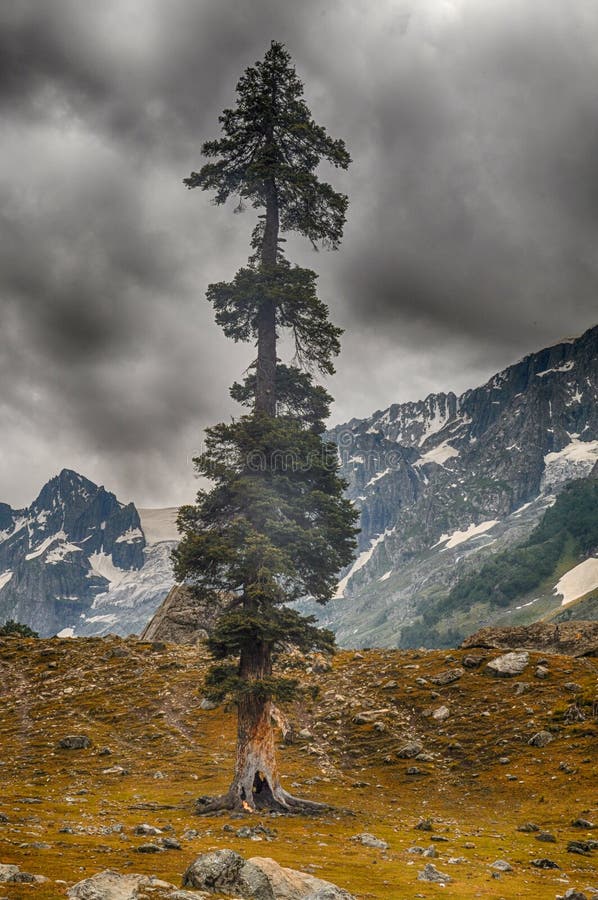 Deodar Tree, Joshimath, Uttarakhand, India Stock Image - Image of ...