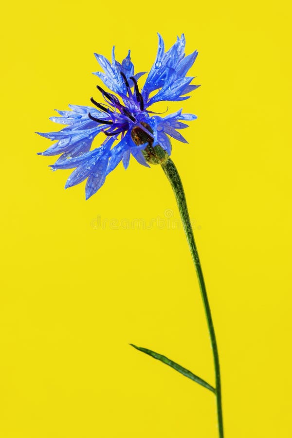 A Single Centaurea Cyanus or Cornflower with Raindrops Stock Photo ...
