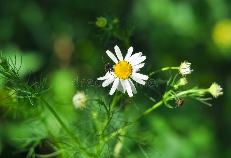 Single Chamomile in Grass with Insect on it Stock Image - Image of ...