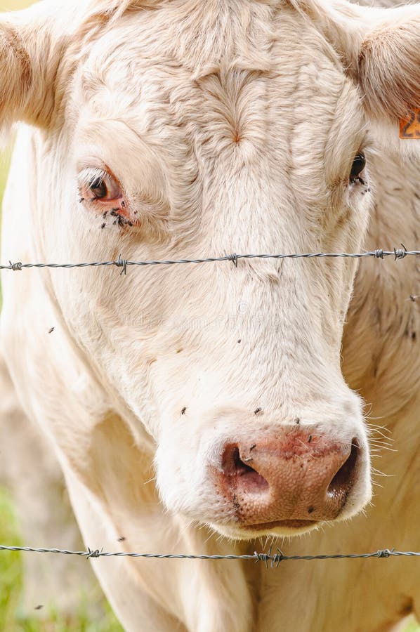 Single Charolais Cow, with Fly Covered Face Stock Image - Image of ...