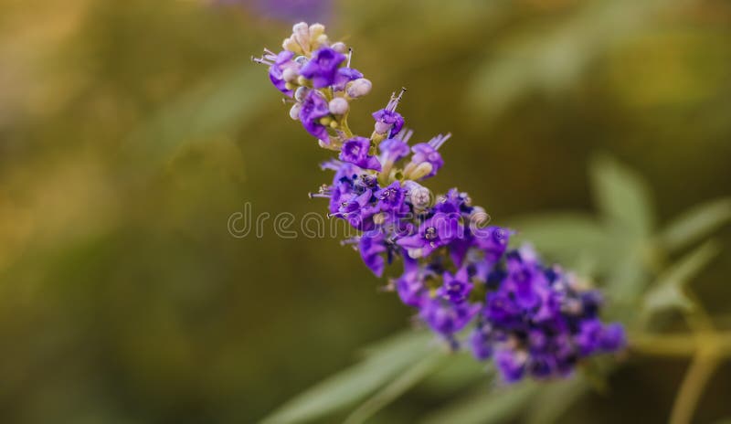 Chaste Tree . Single Bloom . Close Up Stock Photo - Image of garden ...