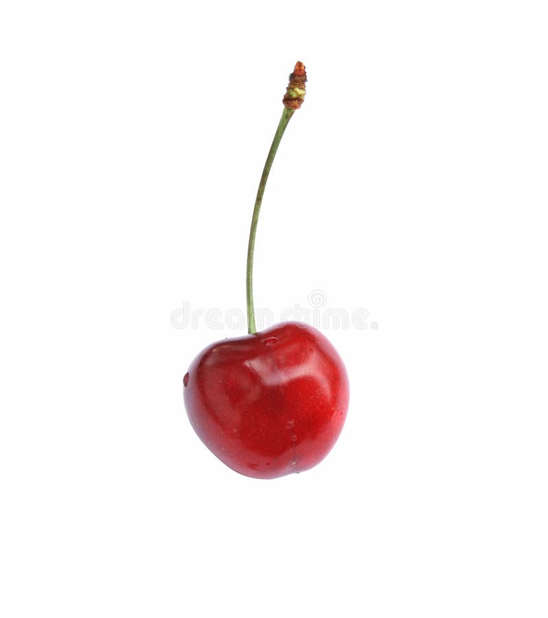 Single cherry stock photo. Image of flavor, food, isolated - 14547060