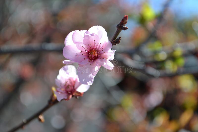 Single Cherry Blossom Flower Stock Image - Image of decoration ...