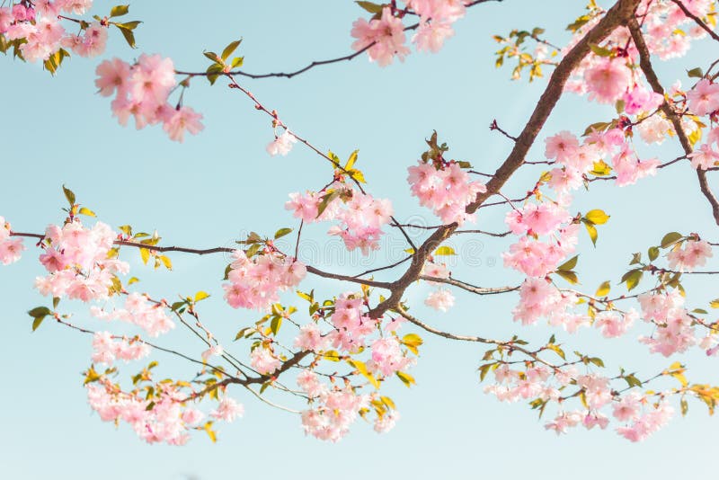 Single Blooming Cherry Tree Branch Stock Photo - Image of branch, pink ...
