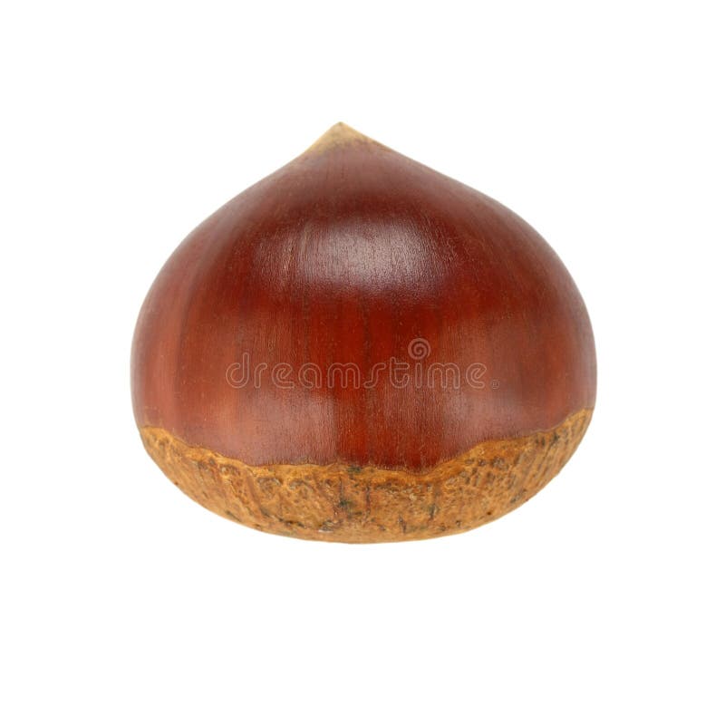 Single chestnut stock photo. Image of japanese, seasonal - 21560880