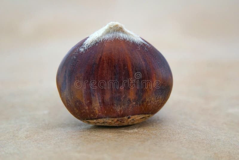 Single Chestnut on Brown Paper Background Stock Photo - Image of fresh ...