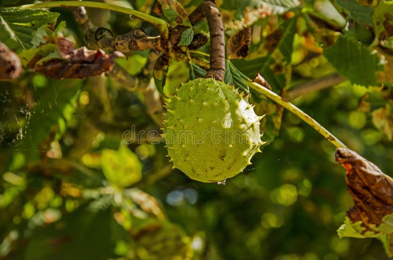 Single chestnut on a tree stock photo. Image of single - 124701510
