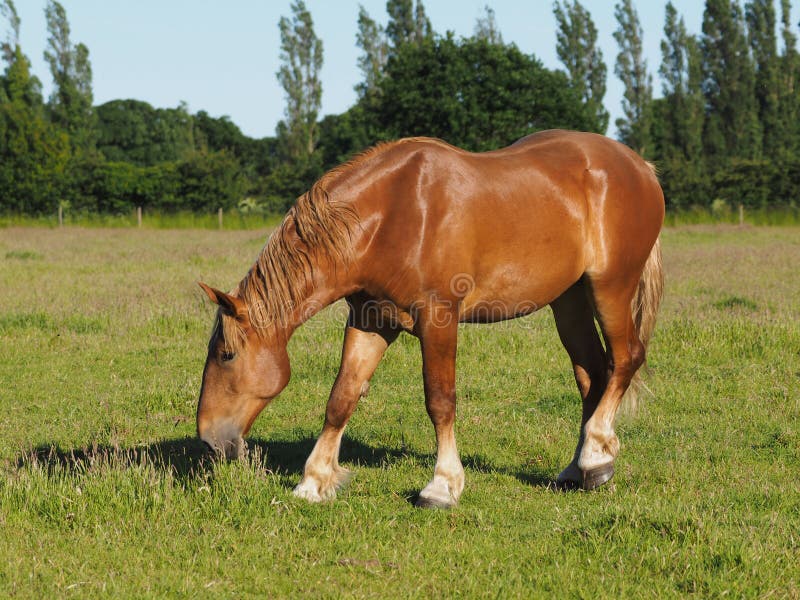 Single Horse in Paddock stock image. Image of chestnut - 117229665