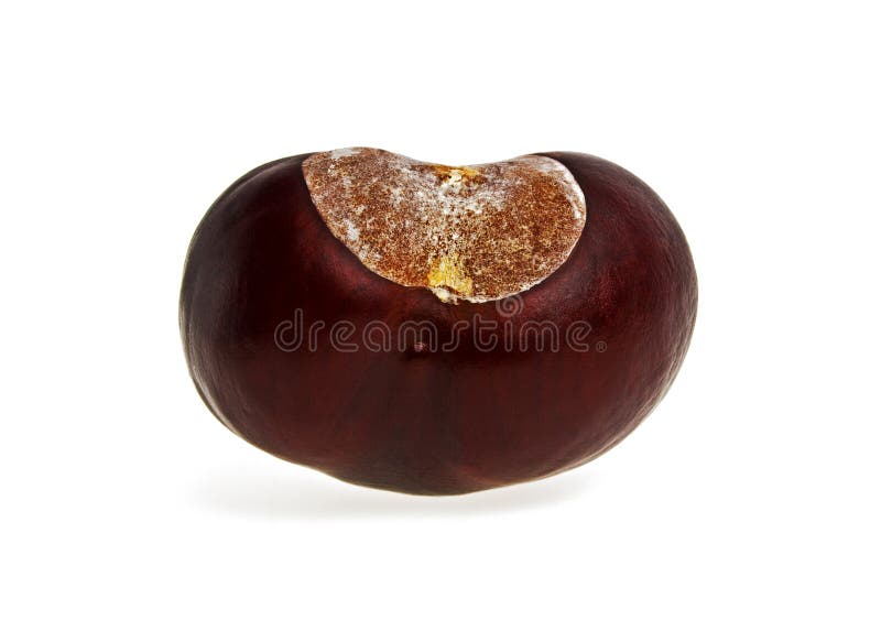 Single Chestnut Isolated on White Background Stock Photo - Image of ...