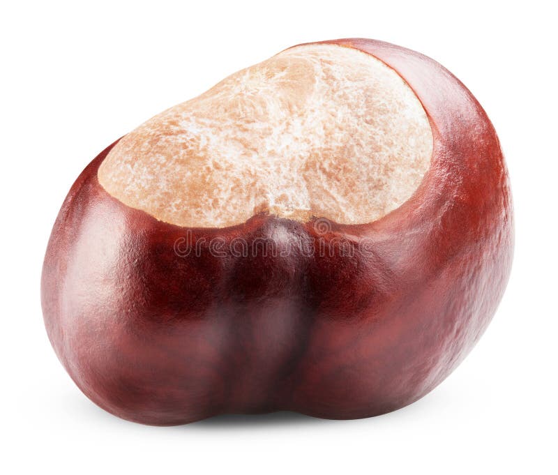 Chestnut stock image. Image of close, fresh, isolated - 44597185
