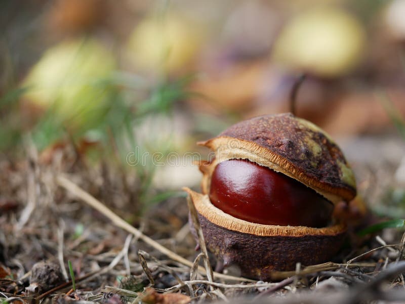 Chestnut with Shell on Forest Ground Stock Image - Image of ground ...