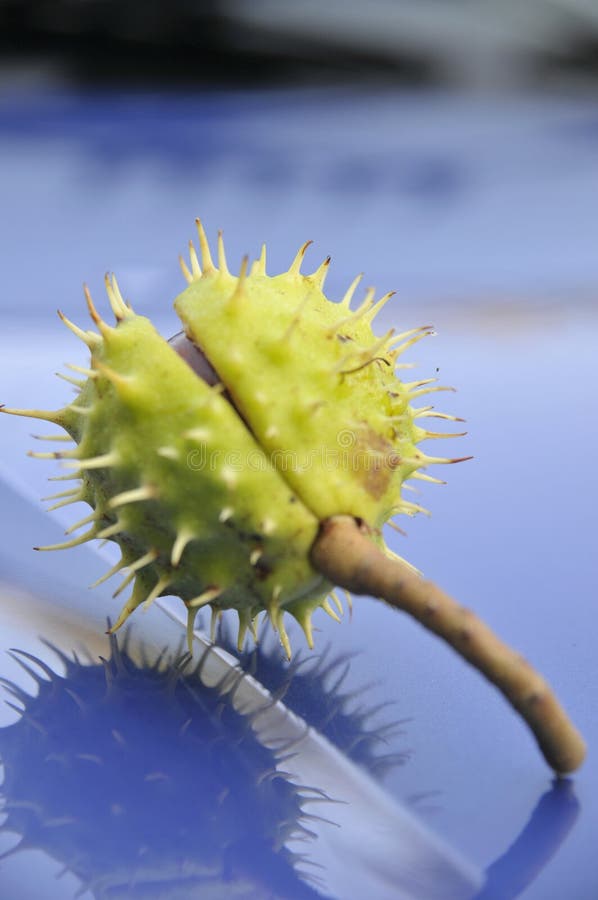 Single chestnut vertical stock photo. Image of casing - 16252206