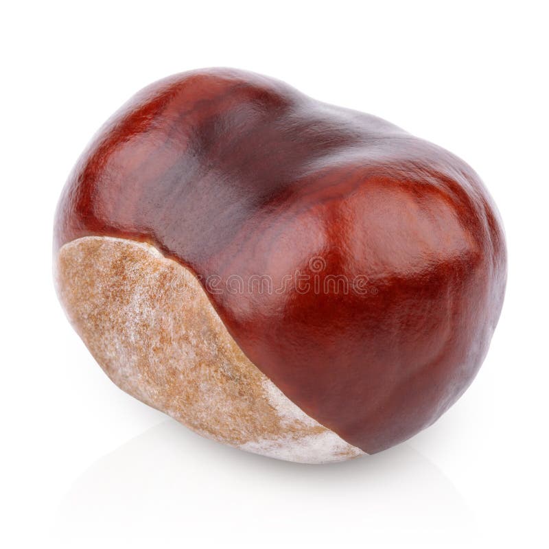 Single chestnut on white stock photo. Image of fresh - 34320626