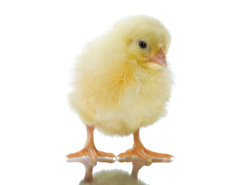 Single chick stock image. Image of baby, chicken, poultry - 12978917