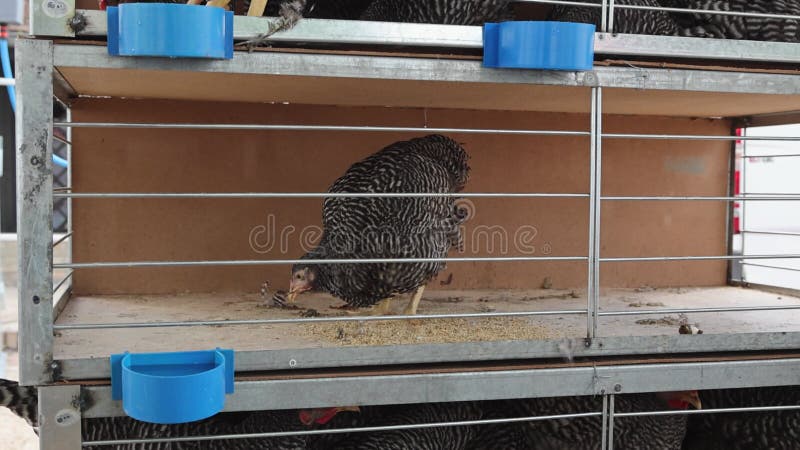 One chicken in cage stock footage. Video of farm, single - 279446114