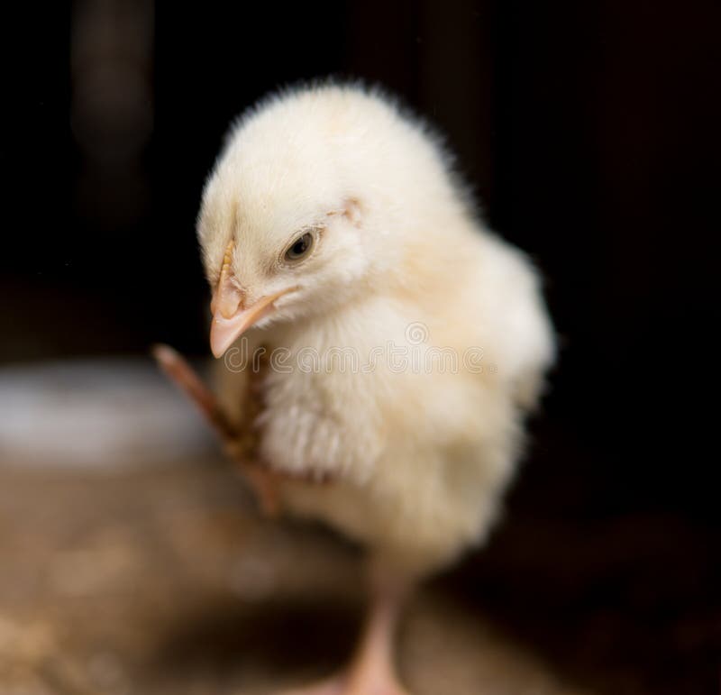 Single chicken stock photo. Image of fluffy, grow, detail - 97912454