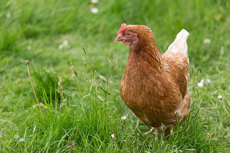 Single chicken stock photo. Image of grasses, nature - 54395236