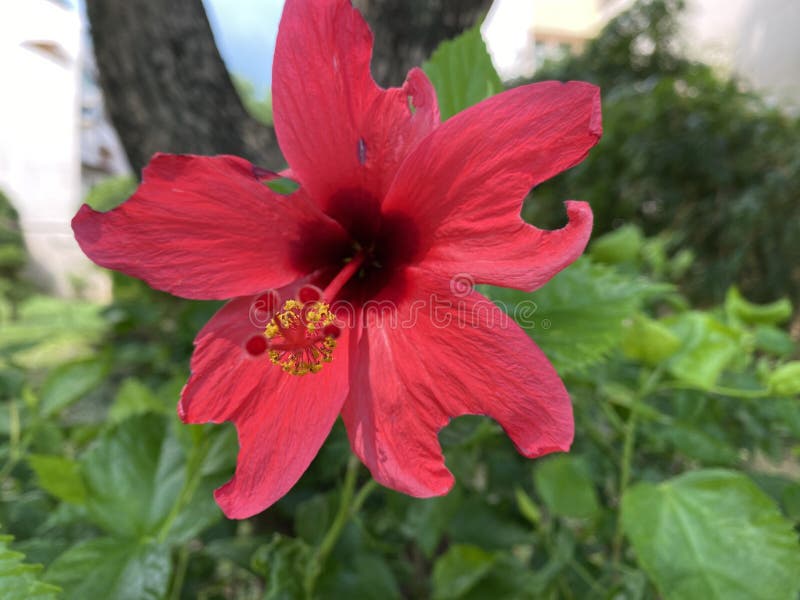 Single China Rose Flower stock photo. Image of tulip - 261005146