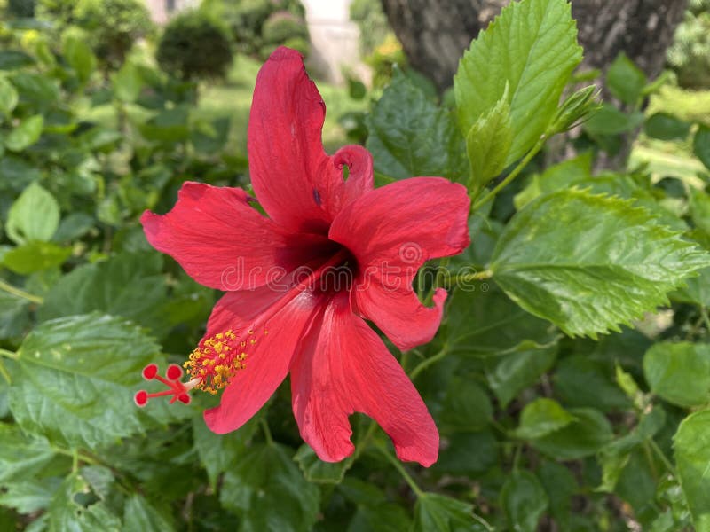 Single China Rose Flower stock image. Image of shrub - 261005149