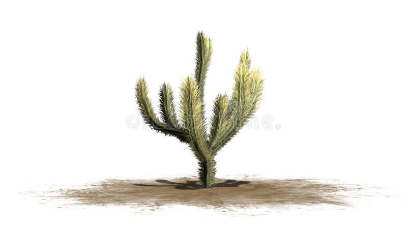 Cholla Cactus Stock Illustrations – 426 Cholla Cactus Stock ...
