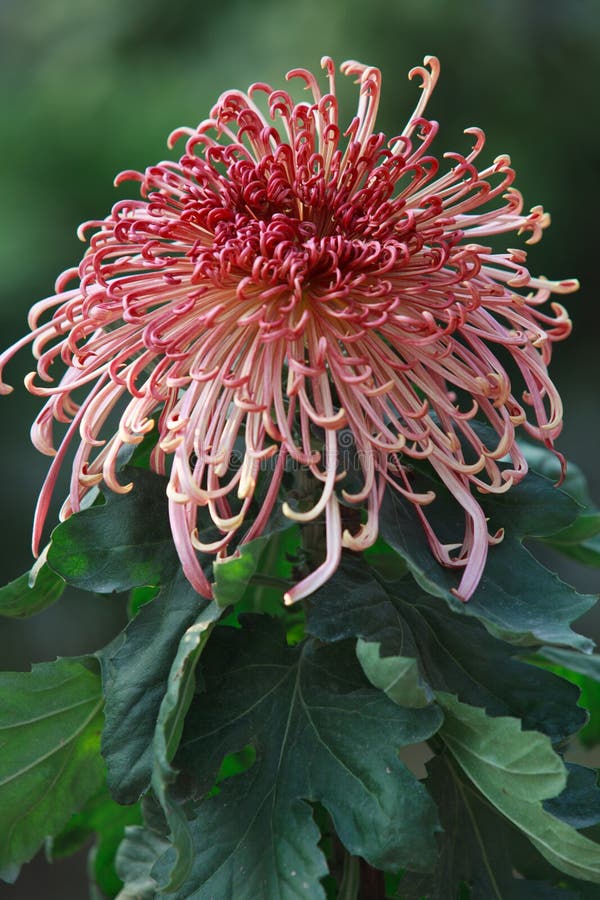 Chrysanthemum stock photo. Image of head, varieties - 115941612