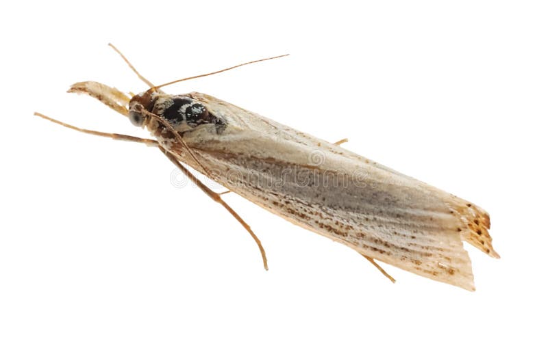 Single Chrysoteuchia Culmella Moth Isolated on White, Top View Stock ...