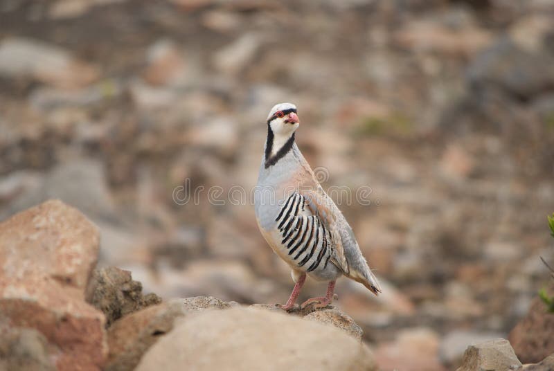 Single Chukar stock photo. Image of chukar, upland, partridge - 5317866
