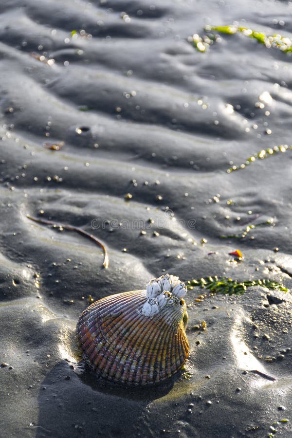 Single Shell and Sandy Shores Stock Photo - Image of paradise, space ...