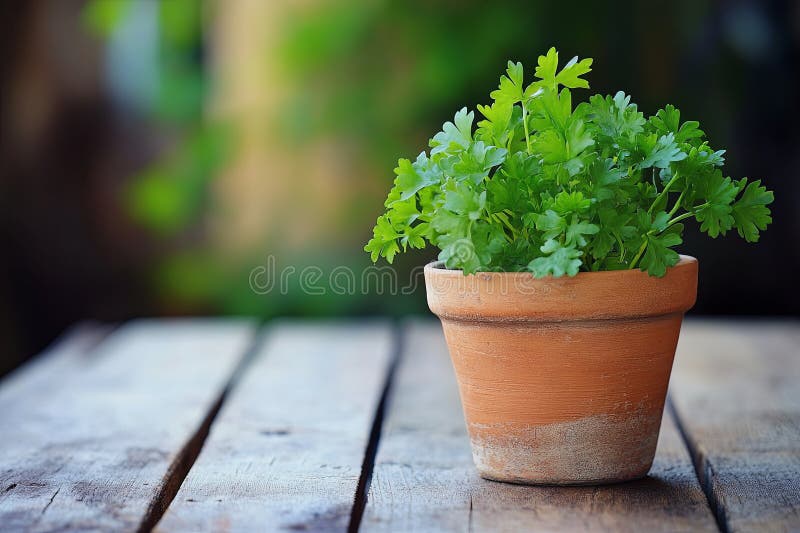 Parsley sprouting stock image. Image of detail, aromatic - 273315379
