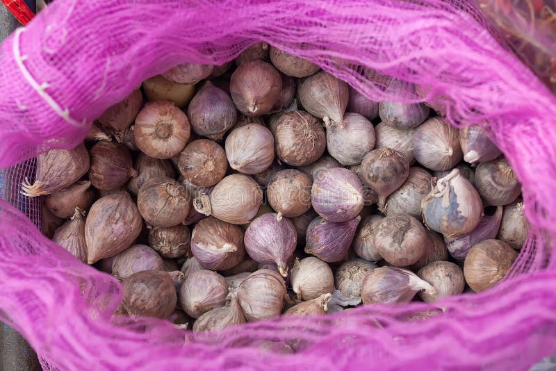 Single clove garlic stock photo. Image of spice, thai - 33321546