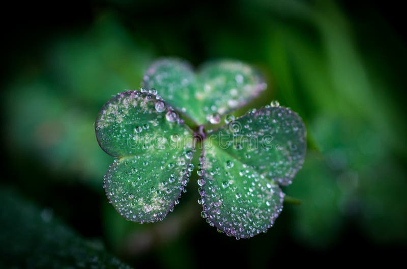 Green Clover Or Shamrock Background With Rain Drops Stock Photo - Image ...