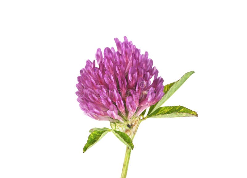 Single Clover Flower Isolated on White Background Stock Photo - Image ...