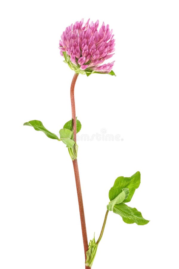 Single Clover Flower Isolated on White Background Stock Image - Image ...