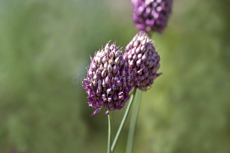 Clover Flowers in Summer Light Stock Photo - Image of clover, summer ...