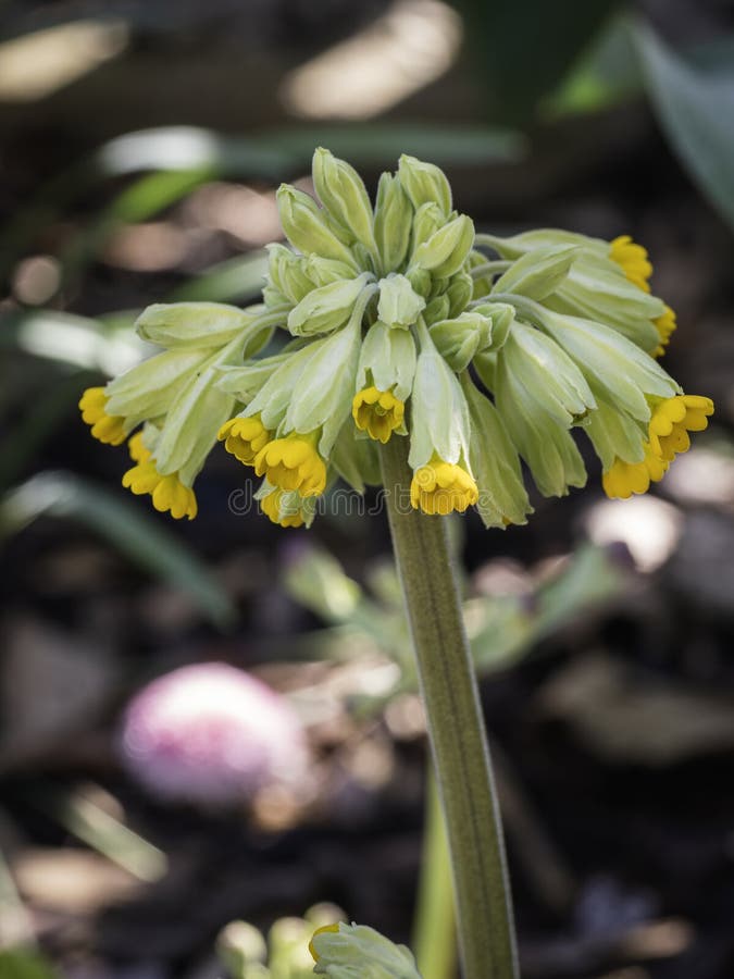 Cowslip Flowers Coming into Bloom Stock Photo - Image of springtime ...