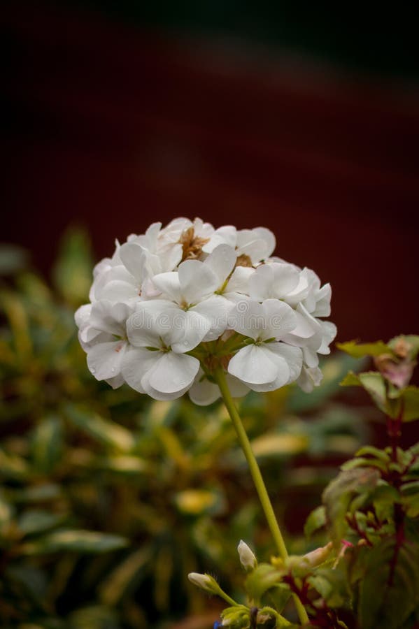 Single Cluster of White Geranium Flowers Stock Image - Image of beauty ...