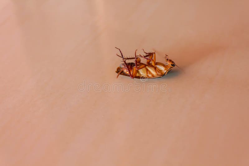 Single Cockroach on Tile Floor Stock Photo - Image of disease, dead ...