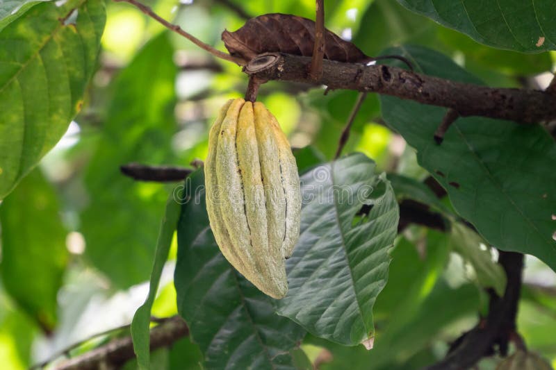 Single Cocoa Bean Bean Frowing on a Tree Stock Image - Image of ecology ...