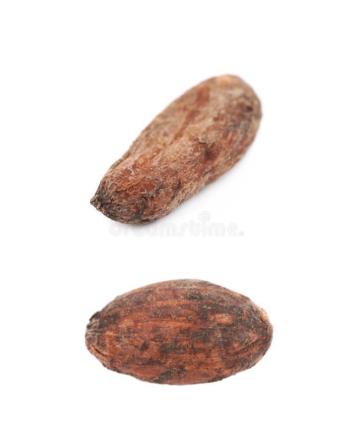 Single cocoa bean isolated stock image. Image of peel - 108577677