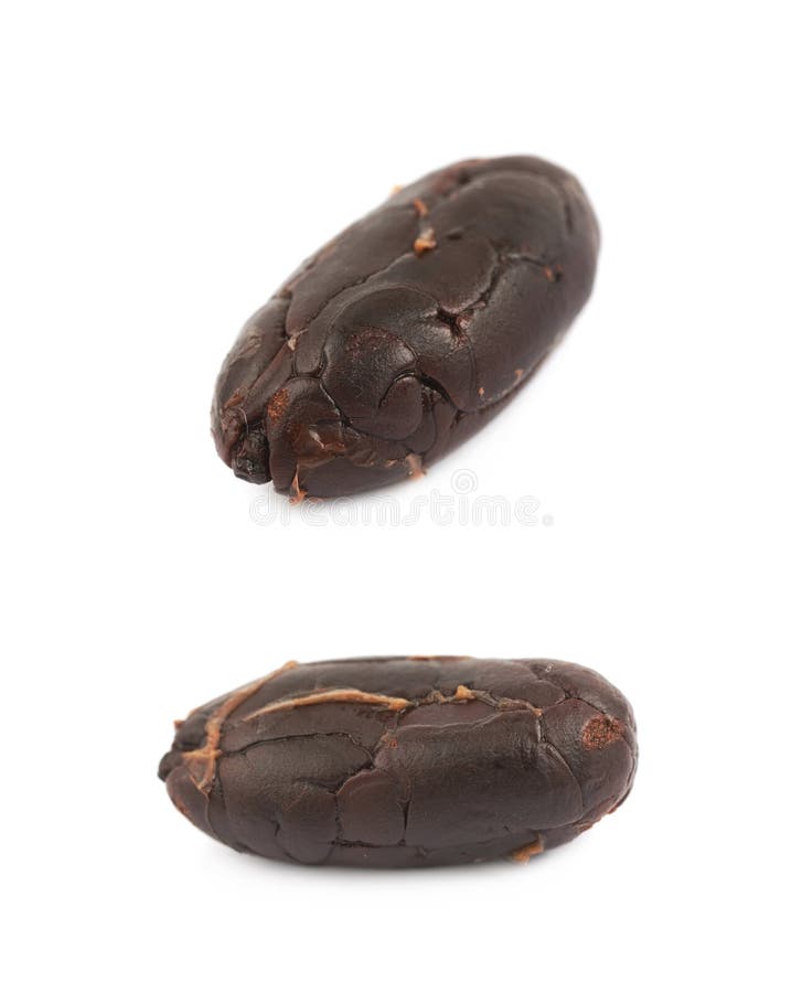 Single cocoa bean isolated stock image. Image of aroma - 109346547
