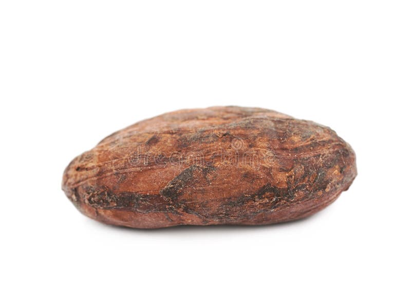 Single cocoa bean isolated stock photo. Image of plant - 108146108