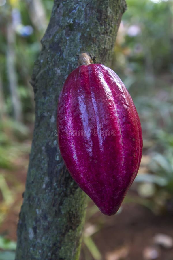 Single Cocoa pod stock photo. Image of garden, organic - 28708770
